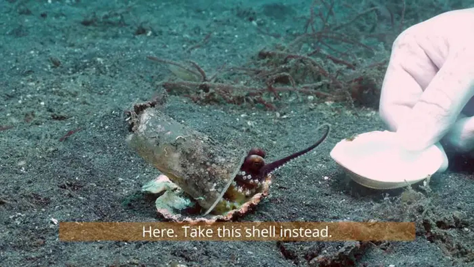 Diver persuades tiny octopus to trade his plastic cup for a shell