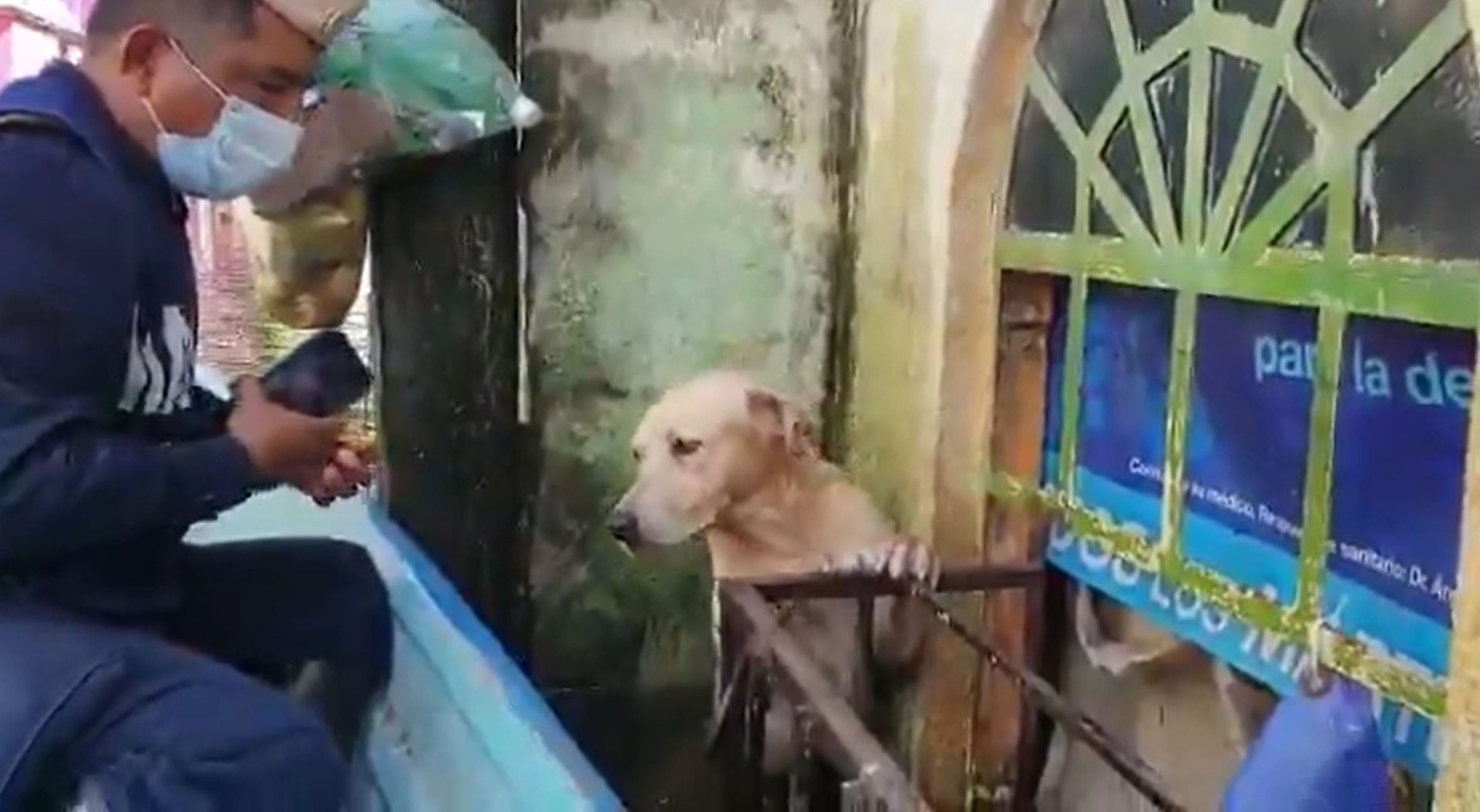 Mexican Navy rescued stranded dog from Tobasco flood waters and now ...