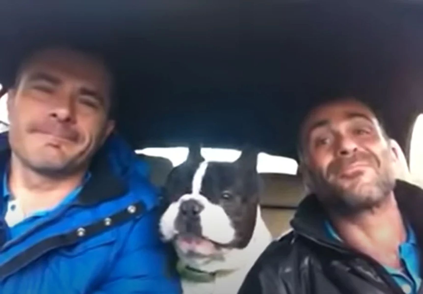 Bulldog’s owner starts singing “You Raise Me Up” but his pup steals the ...
