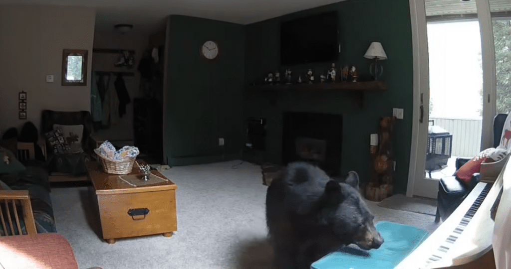 Bear breaks into house and decides to play a song on the piano