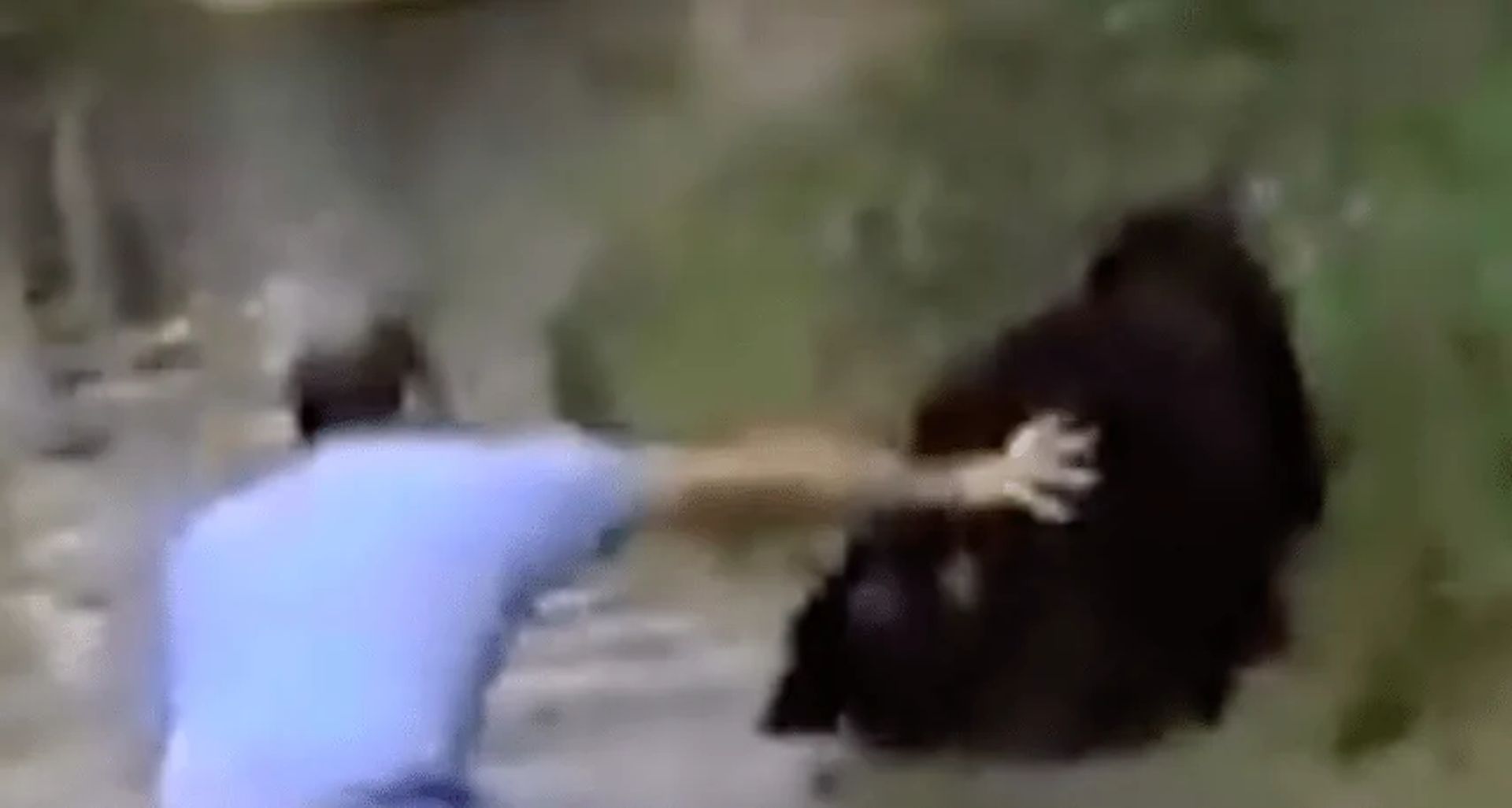 Man leaps over enclosure to rescue drowning chimp after Zoo refuses to ...