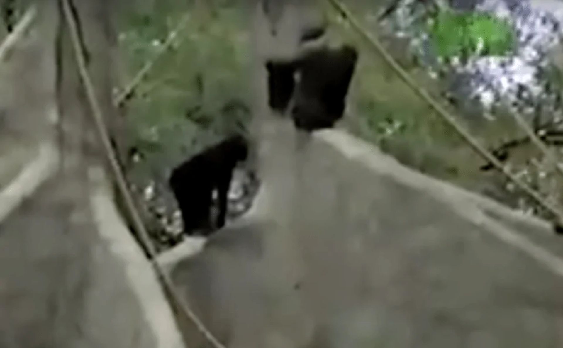 Man leaps over enclosure to rescue drowning chimp after Zoo refuses to ...