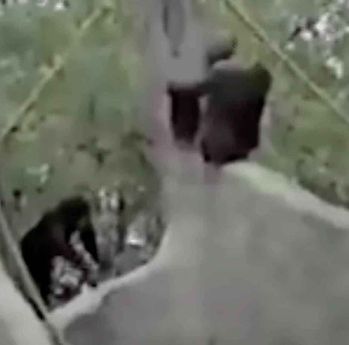 Man leaps over enclosure to rescue drowning chimp after Zoo refuses to ...