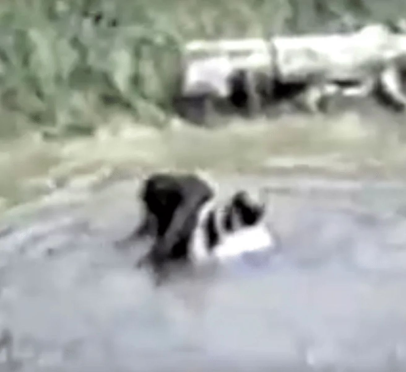 Man leaps over enclosure to rescue drowning chimp after Zoo refuses to ...