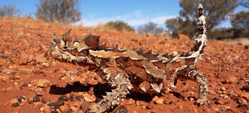 Meet 20 unique animals that you’ll have a hard time believing are real