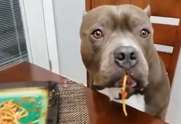 Dad catches his dogs eating his spaghetti and their hilarious reaction ...
