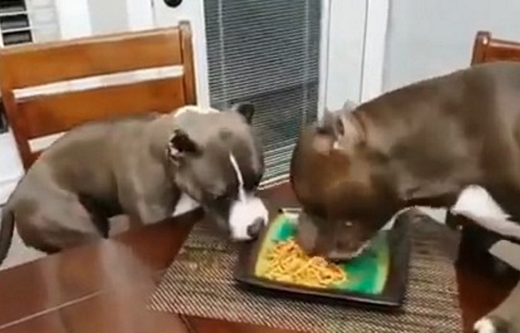 Dad catches his dogs eating his spaghetti and their hilarious reaction ...