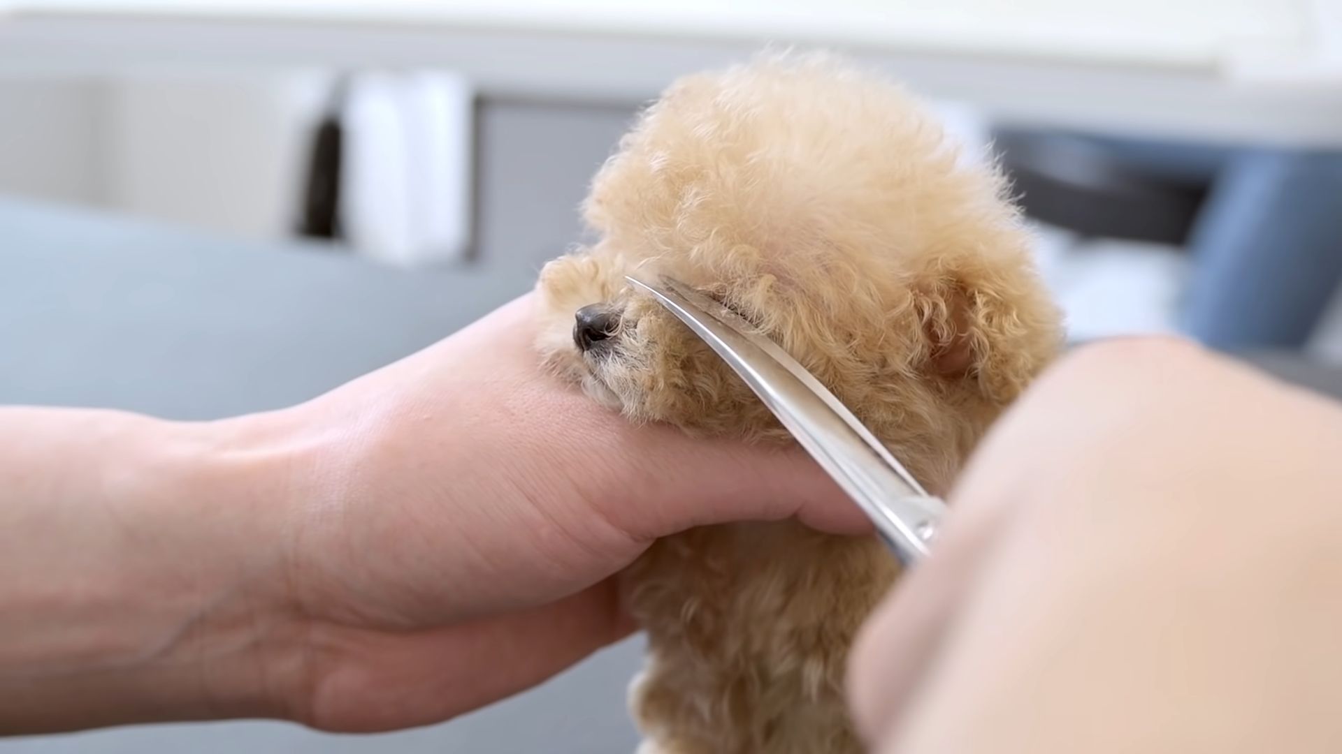 Tiniest toy poodle puppy gets his first grooming at 3 months old and ...