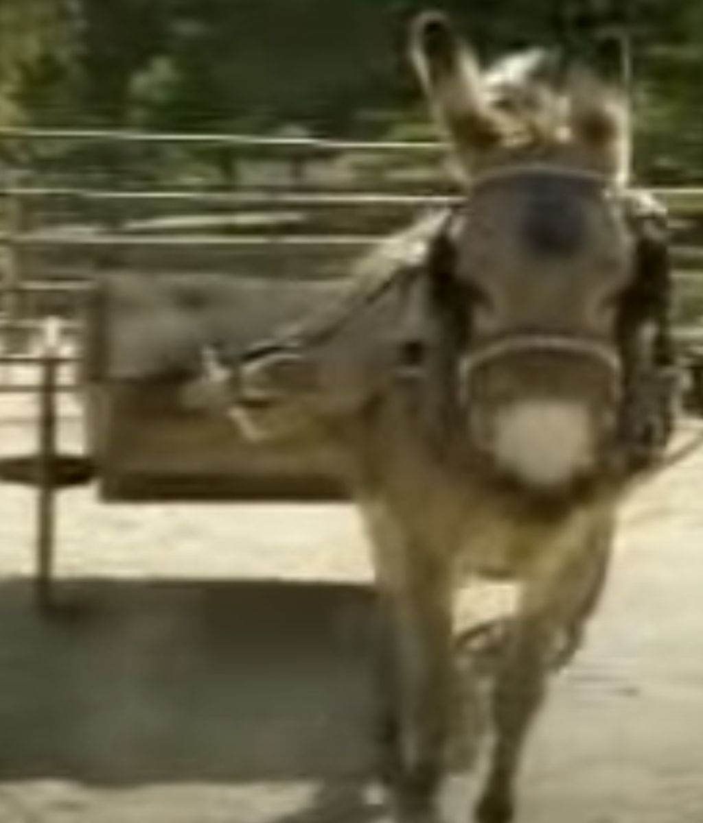 Tiny donkey hilariously pleads his case to be a Clydesdale