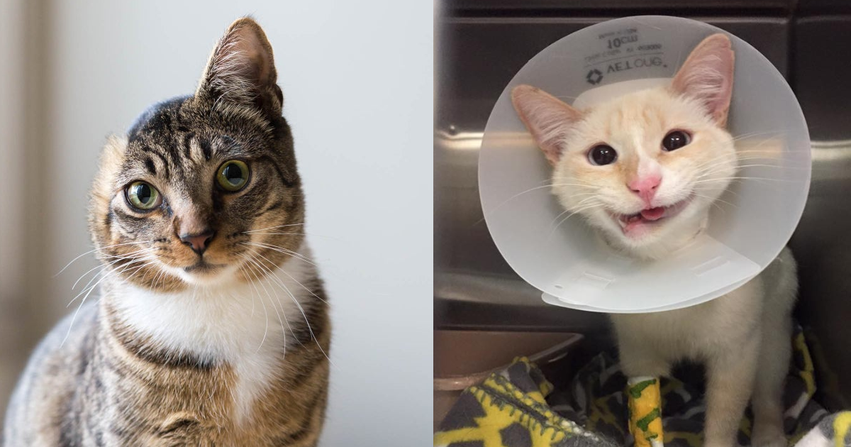 50 Perfectly imperfect pets that will make you fall in love