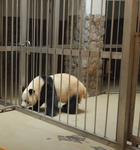 Panda Mom Hilariously Disciplines Baby Who Escapes From Cage