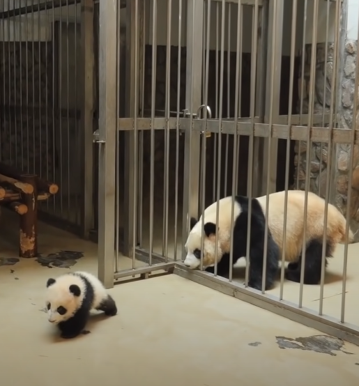 Panda Mom Hilariously Disciplines Baby Who Escapes From Cage