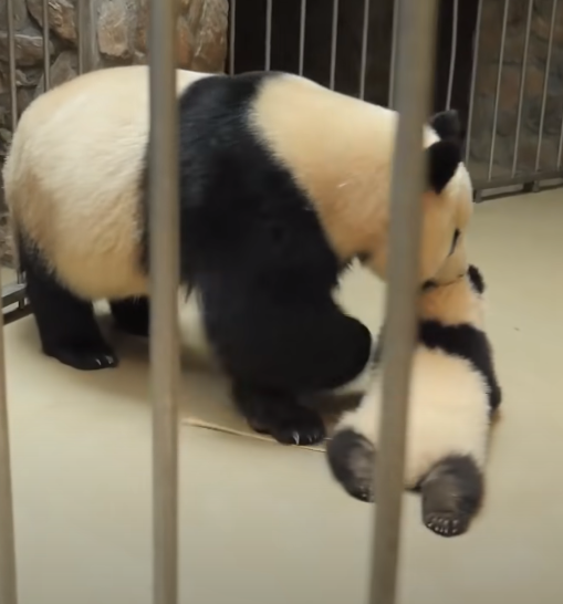Panda Mom Hilariously Disciplines Baby Who Escapes From Cage