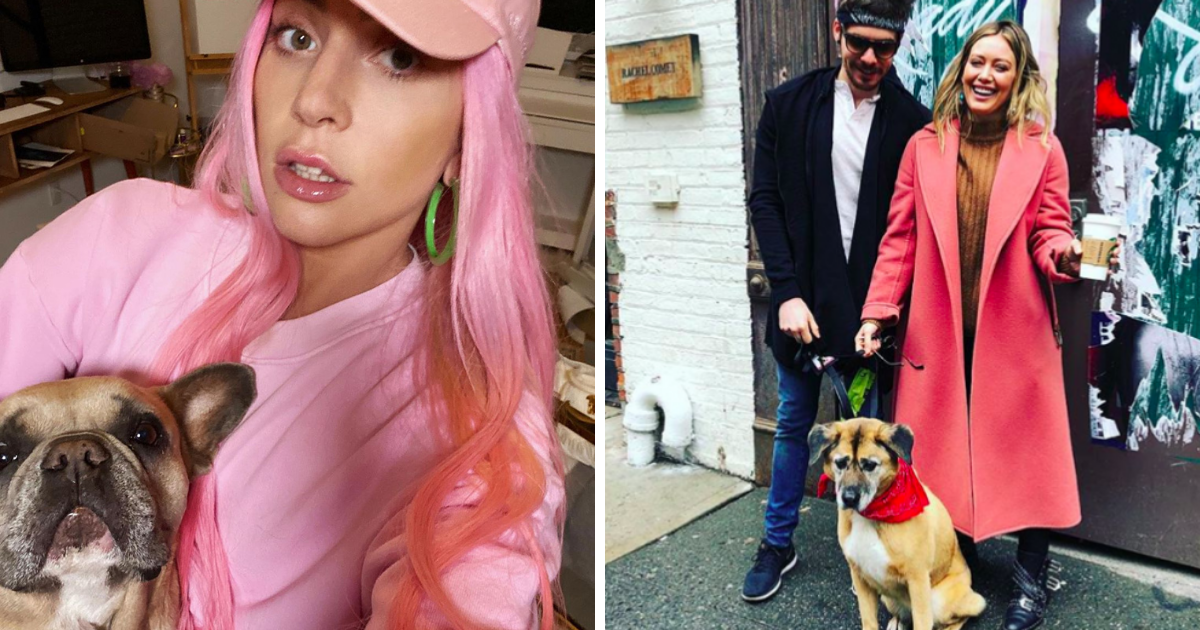 45 Celebri-Dogs, Pooches of the Rich and Famous