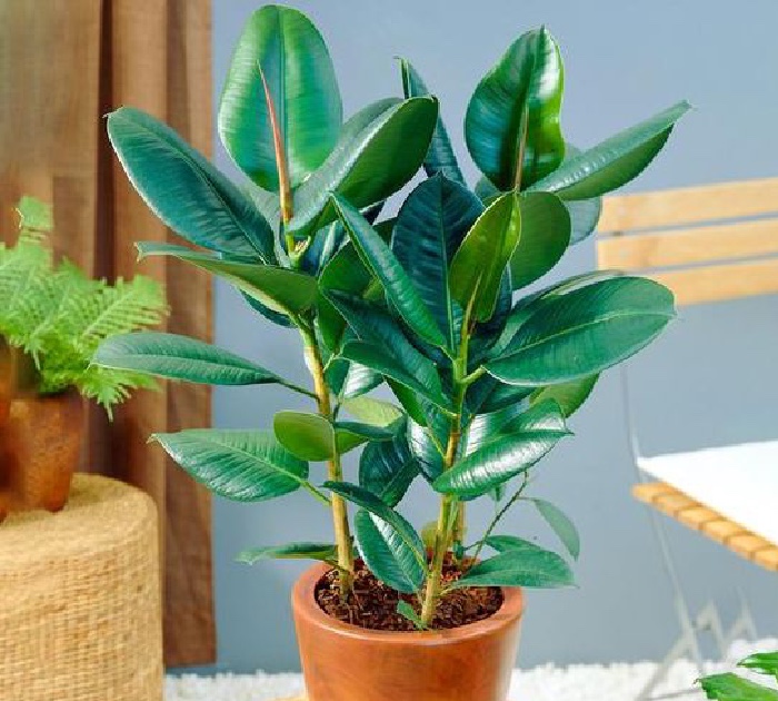 These 36 common household plants can amplify your health and wellness