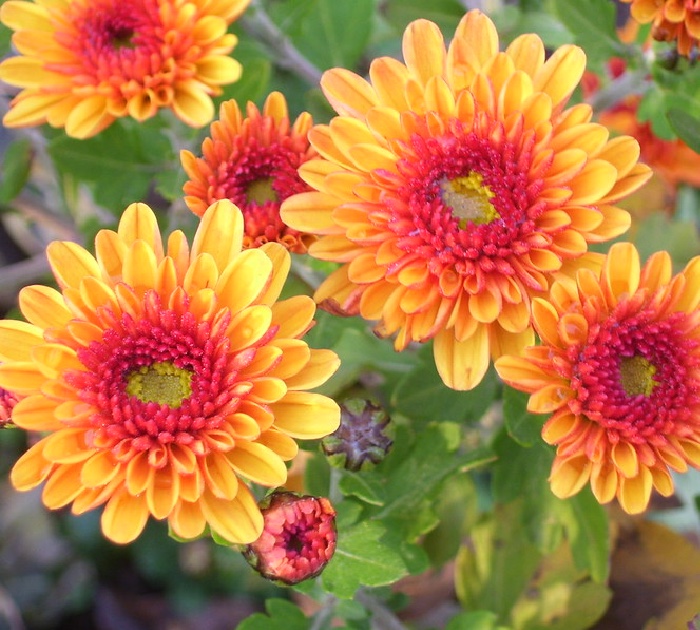 These 36 common household plants can amplify your health and wellness