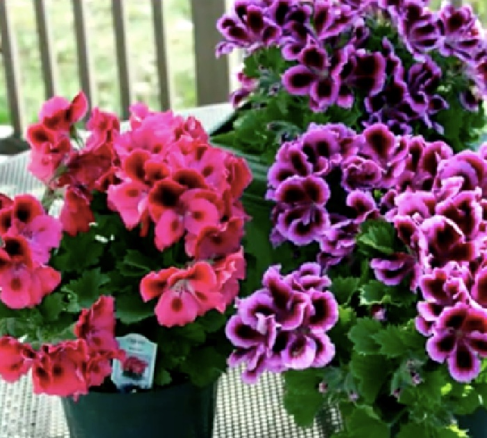 These 36 common household plants can amplify your health and wellness