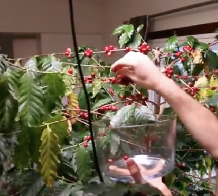 These 36 common household plants can amplify your health and wellness