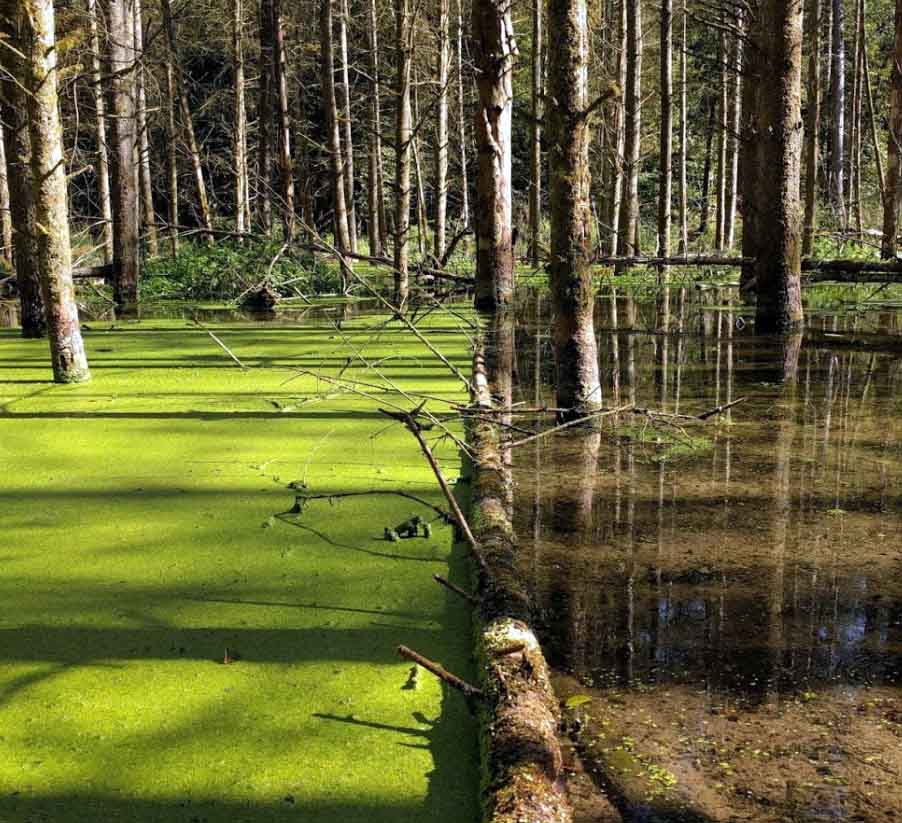 These 35 trees will boldly grow however they want