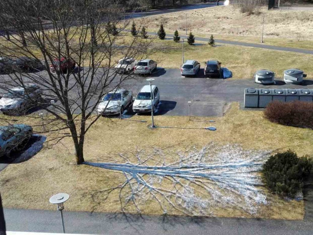 These 35 trees will boldly grow however they want