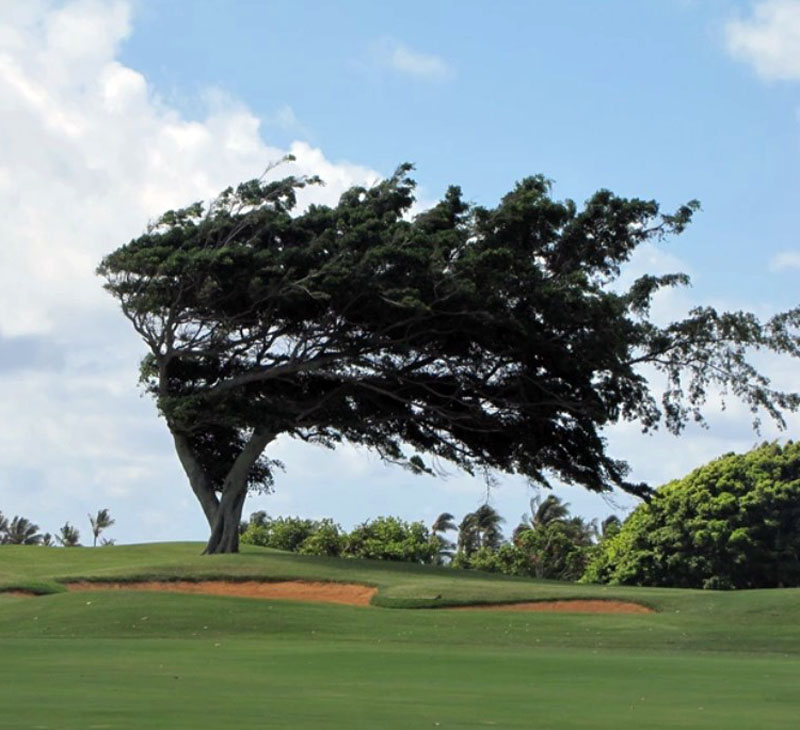 These 35 trees will boldly grow however they want