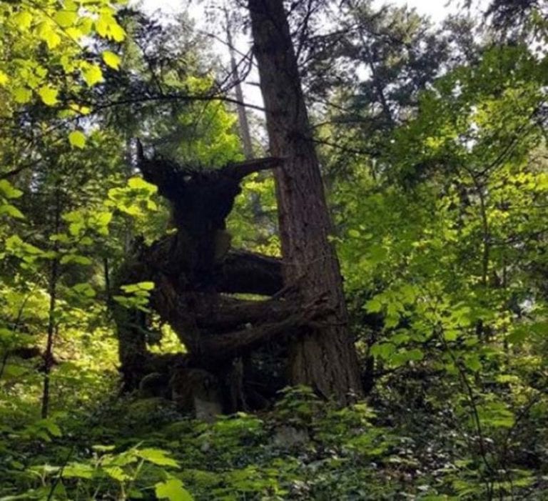 These 35 trees will boldly grow however they want