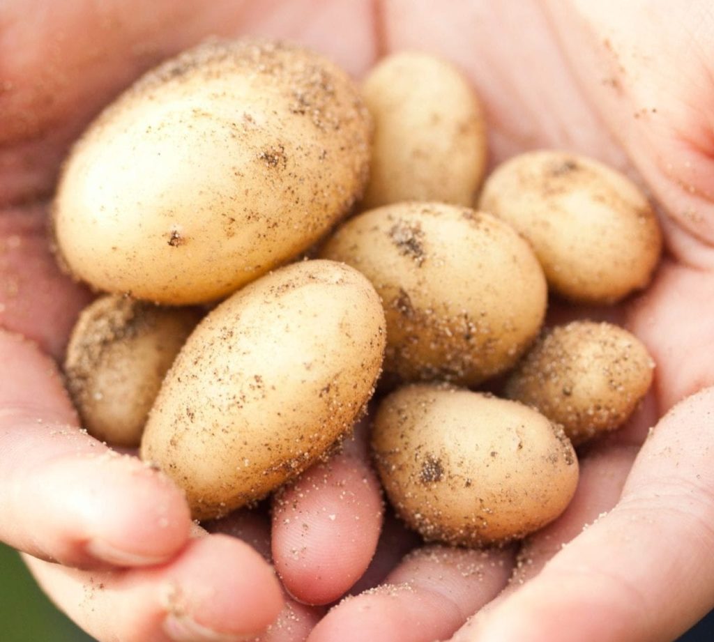 Japanese technique uses a potato to help remove wrinkles and keep skin ...