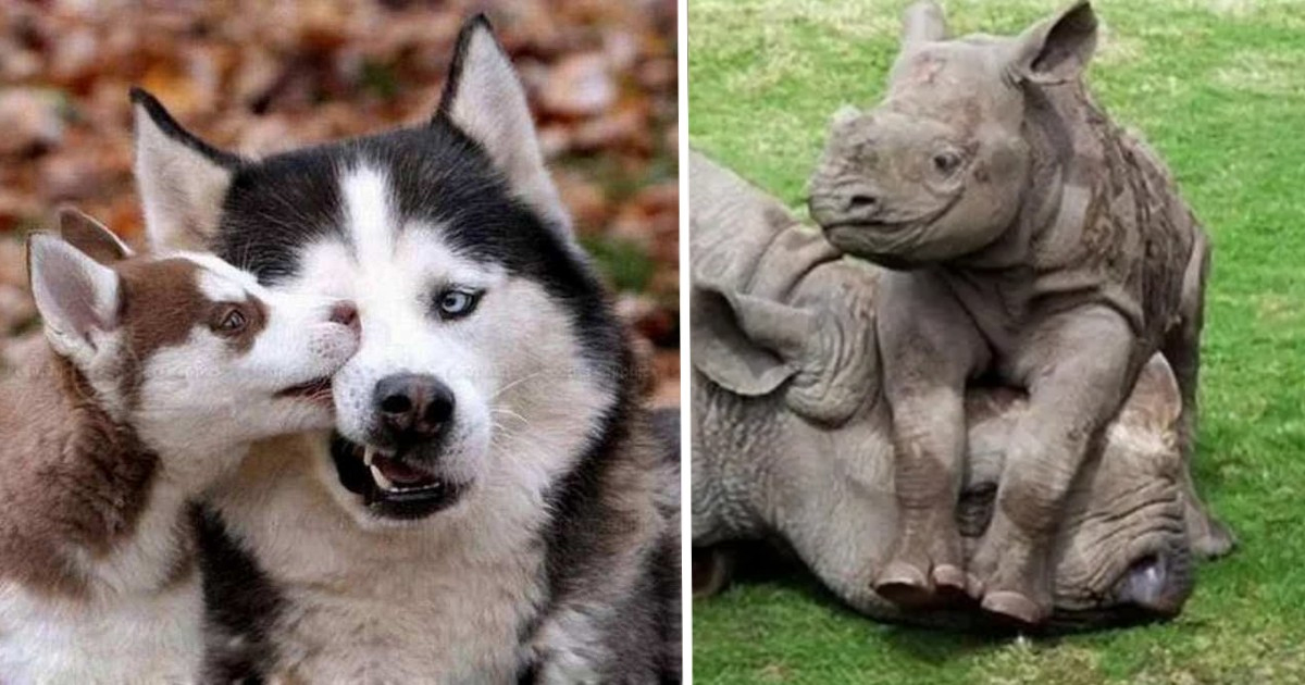 50+ Funny animal babies annoying their moms